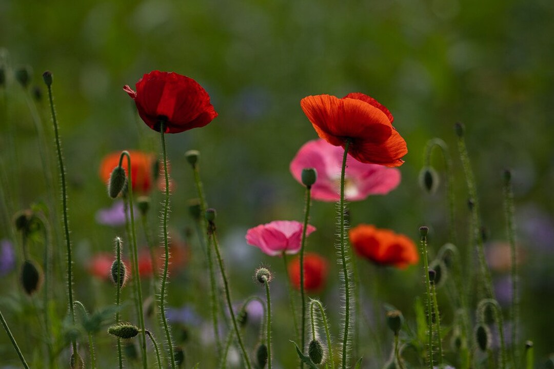 Mission Bells Poppy, Eschscholzia Californica, Drought Tolerant, 20 ...