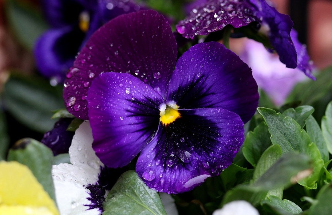 Berna Velvet Blue Pansy, Spring Flowers, Fragrant, 10 Seeds - Etsy