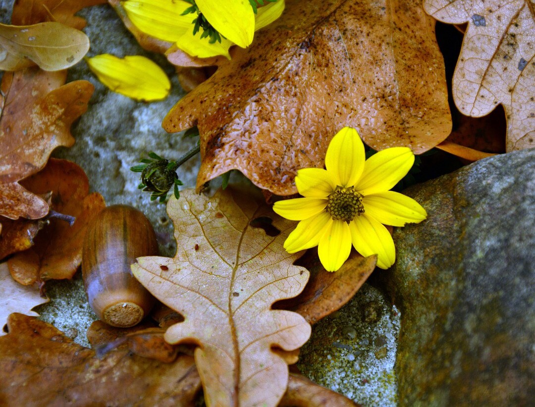 Chocolate Scented Daisy Heirloom Seeds, Fragrant, Wildflowers, Easy to ...