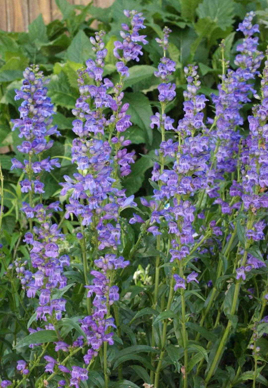 Rocky Mountain Penstemon Seeds, Tall Blue Flower, Perennial, Rock ...