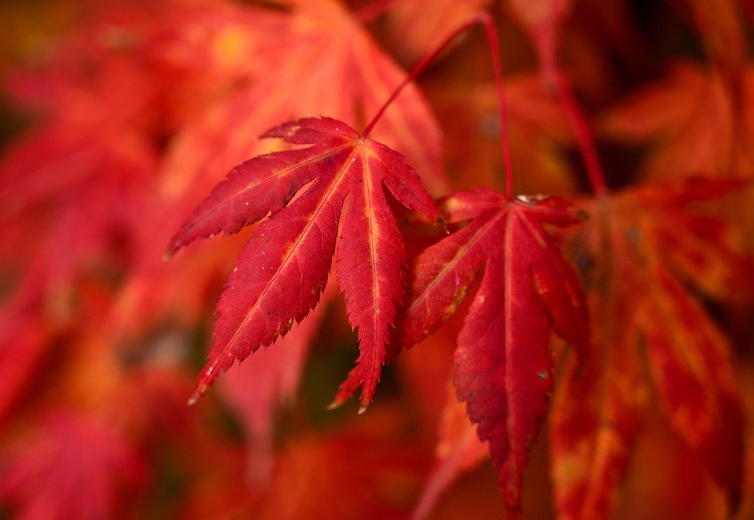 Red Maple Tree Seeds, Shade Tree, Acer Rubrum, Vibrant Colors, Autumn ...