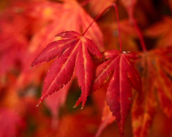 Red Maple Tree Seeds, Shade Tree, Acer Rubrum, Vibrant Colors, Autumn ...