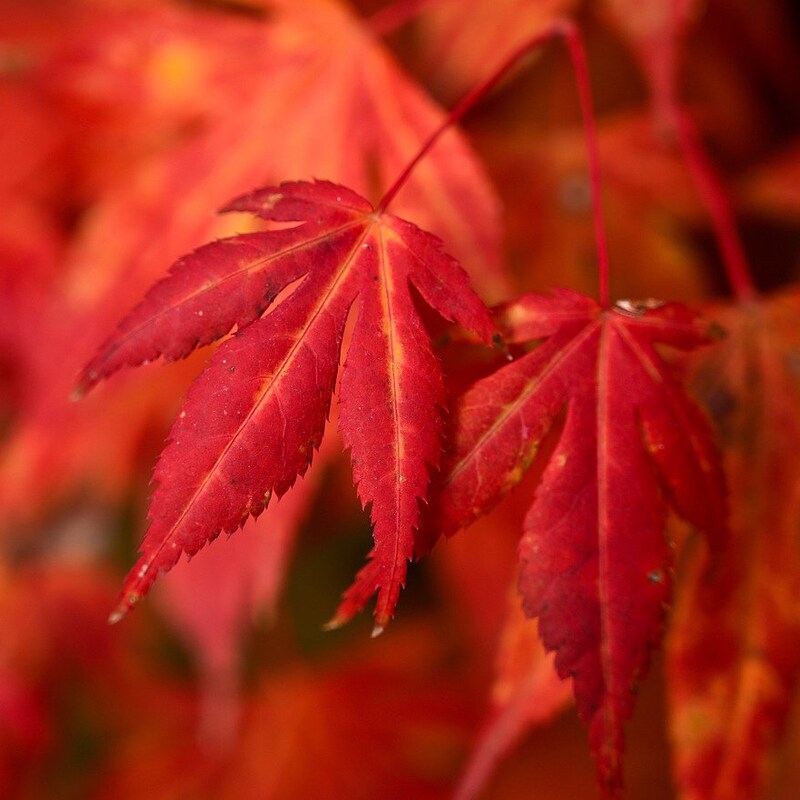 Maple Tree Seeds - Etsy