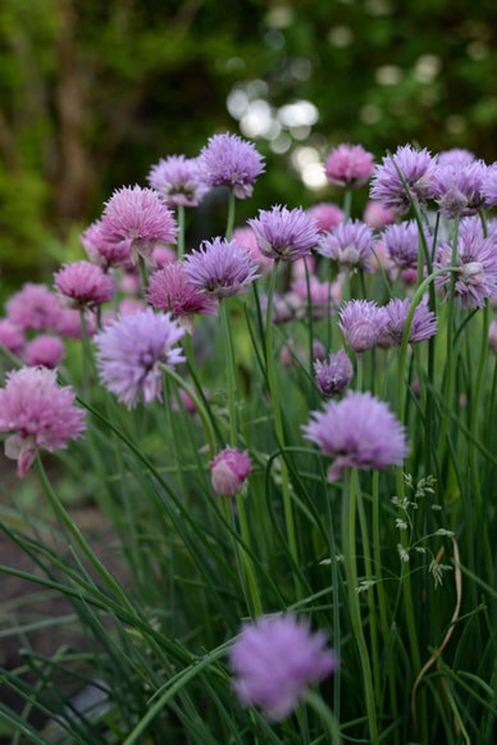 Heirloom Chive Seeds: Culinary Herb, Perennial Plant (20 Seeds) - Etsy