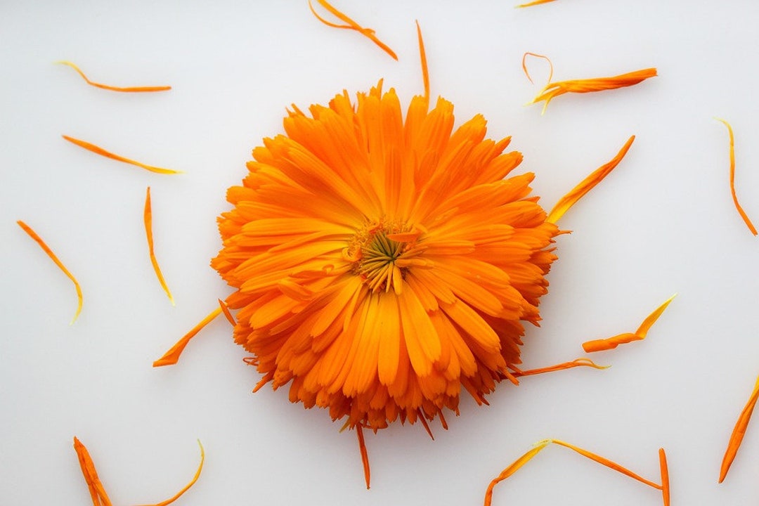 Orange King Calendula, Calendula Officinalis, Cut Flowers, Edible ...