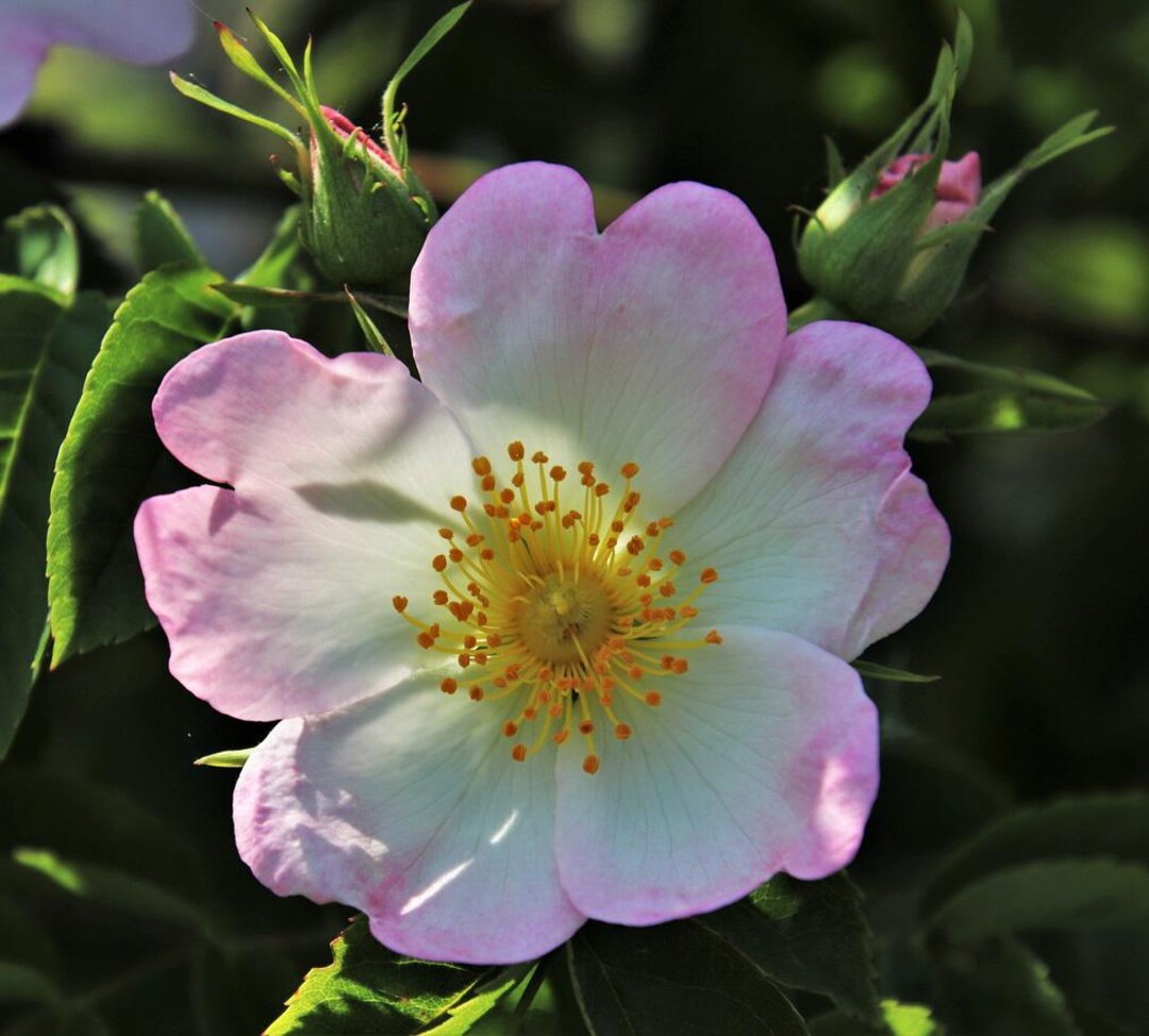 Pink Wild Rose Seeds Grow Naturally Elegant Blooms, 5 Seeds - Etsy