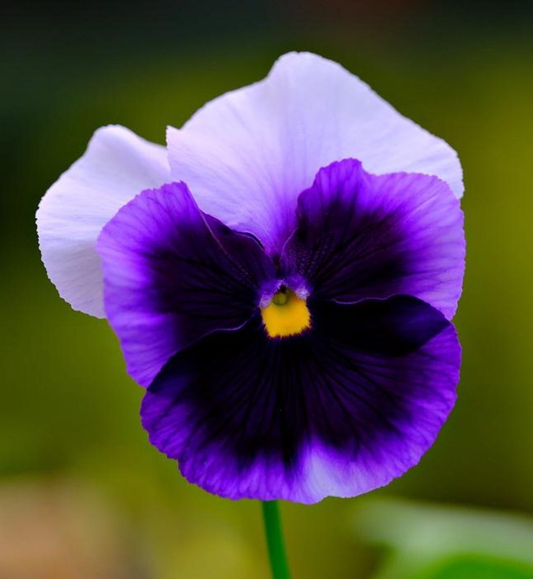 Super Beaconsfield Pansy, Purple and Flowers, Fragrant, 10 Seeds - Etsy