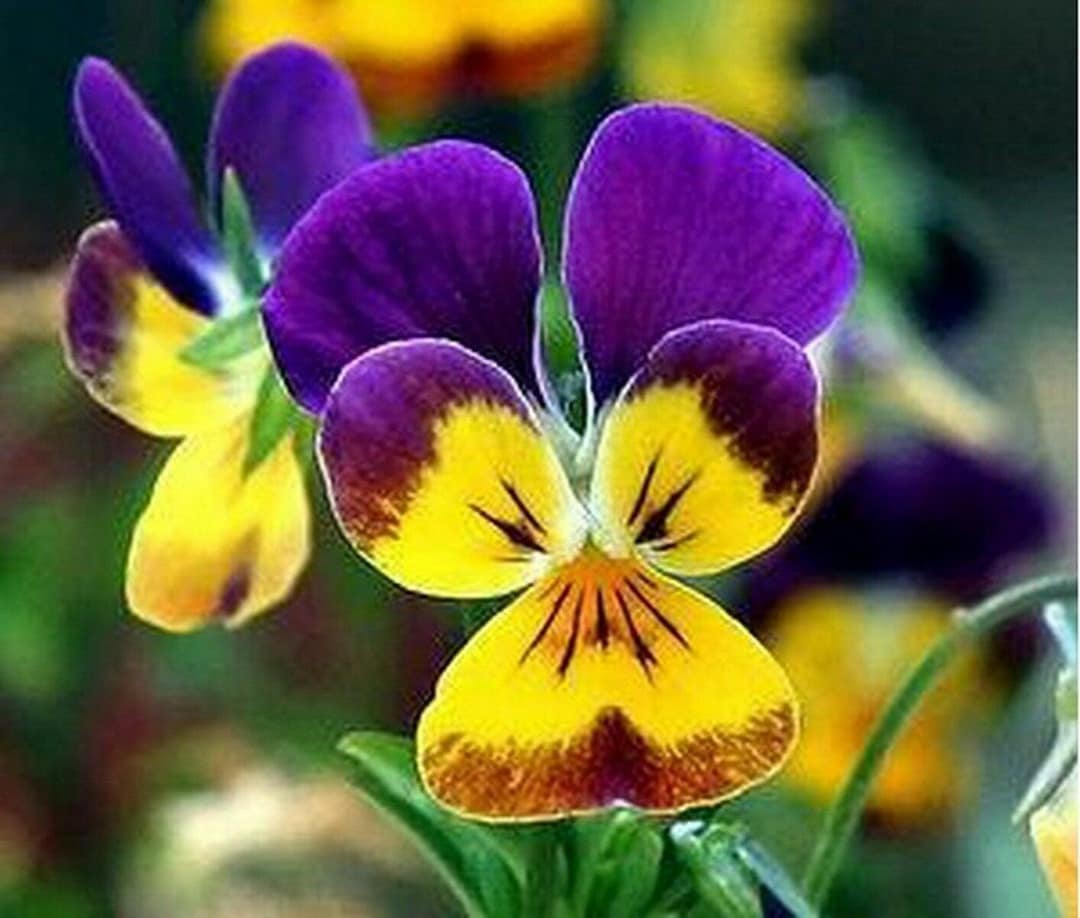 Johnny Jump up Helen Mount Viola, Violet Cornuta Tricolor, Container ...