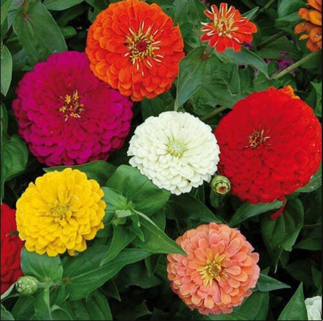 Giant Benary Zinnia Mix, Large Cut Flowers, Variety of Colors, Zinnia ...