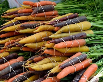 Heirloom Rainbow Carrot Mix Heirloom Organic Seeds - Etsy