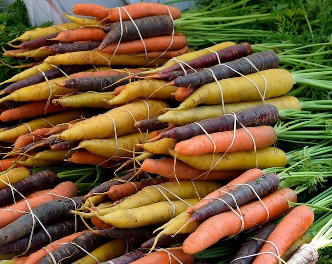 Heirloom Rainbow Carrot Mix Heirloom Organic Seeds - Etsy