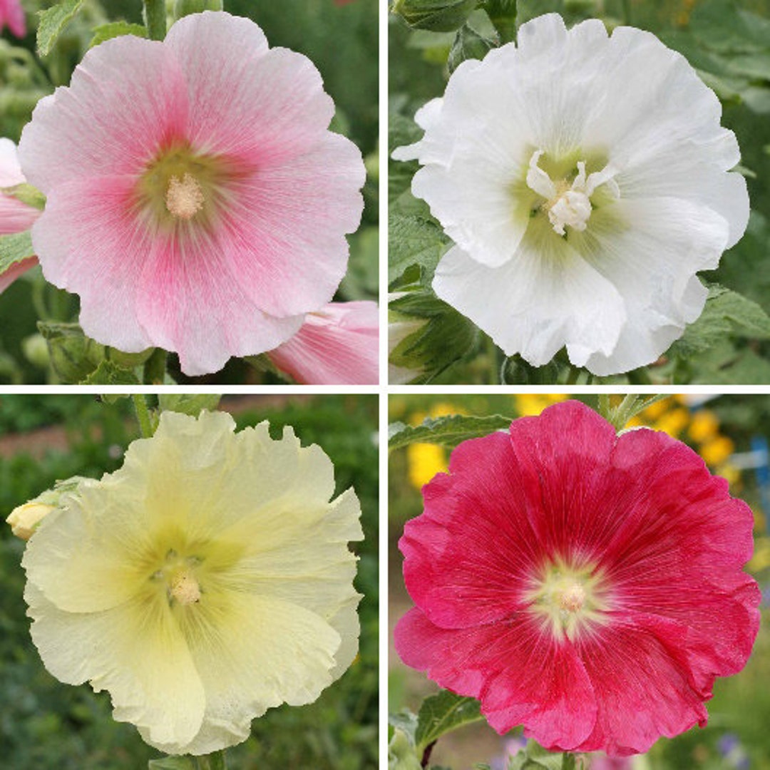 Indian Spring Hollyhocks, Flower Mix, Perennial Plant, Heirloom, Comes ...