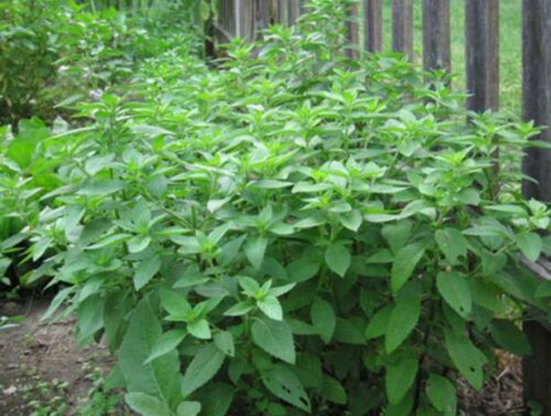 Emily Basil Seeds: Heirloom Herb Garden, Indoor/outdoor (10 Seeds) - Etsy