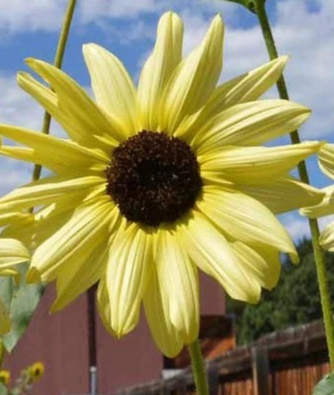 Vanilla Ice Cream Sunflower Heirloom Seeds - Tall Pale Flowers, Easy to ...