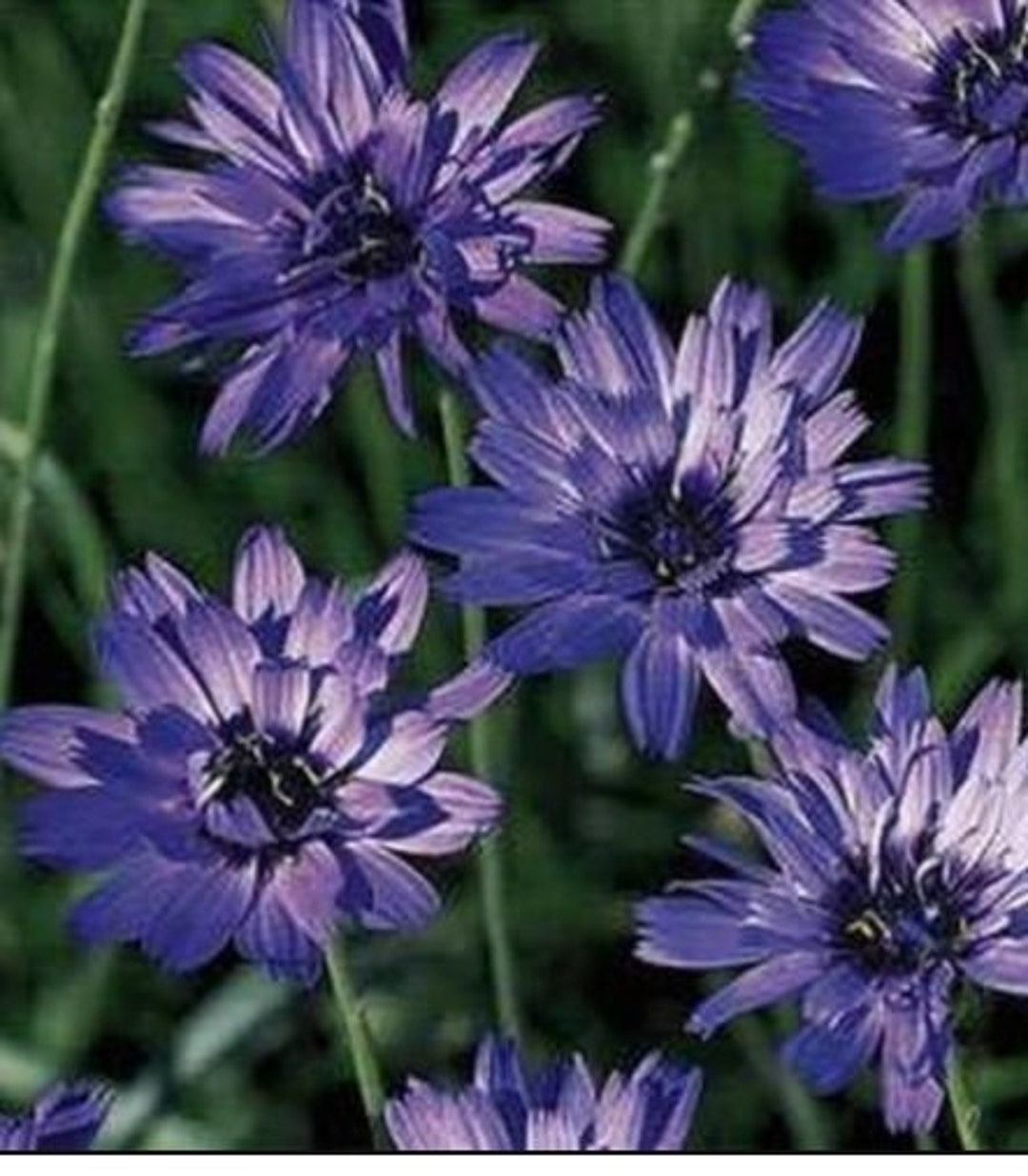 Blue Cupid's Dart, Catananche Caerulea, Flower, 5 Seeds - Etsy