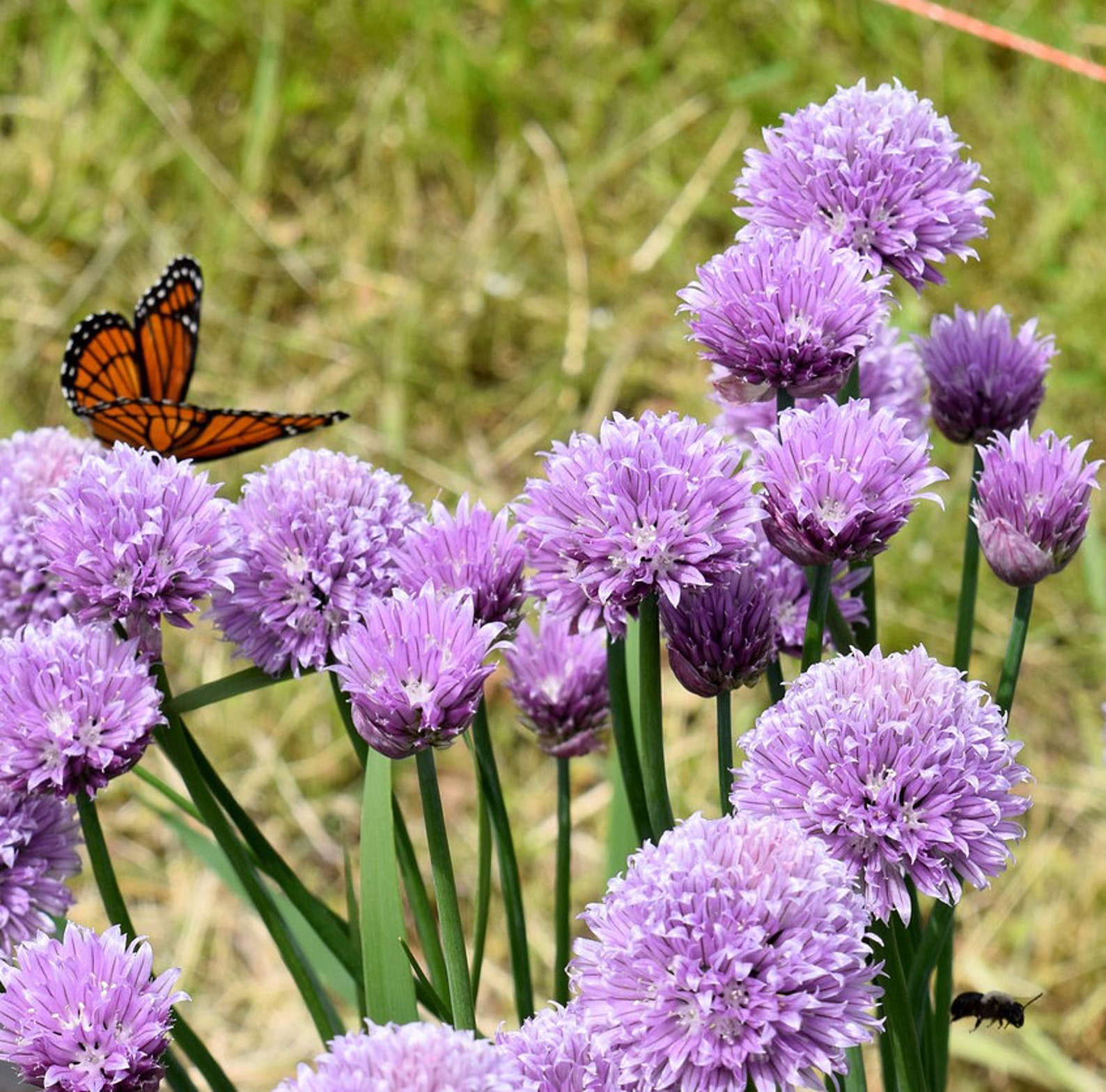 Heirloom Chive Seeds: Culinary Herb, Perennial Plant (20 Seeds) - Etsy