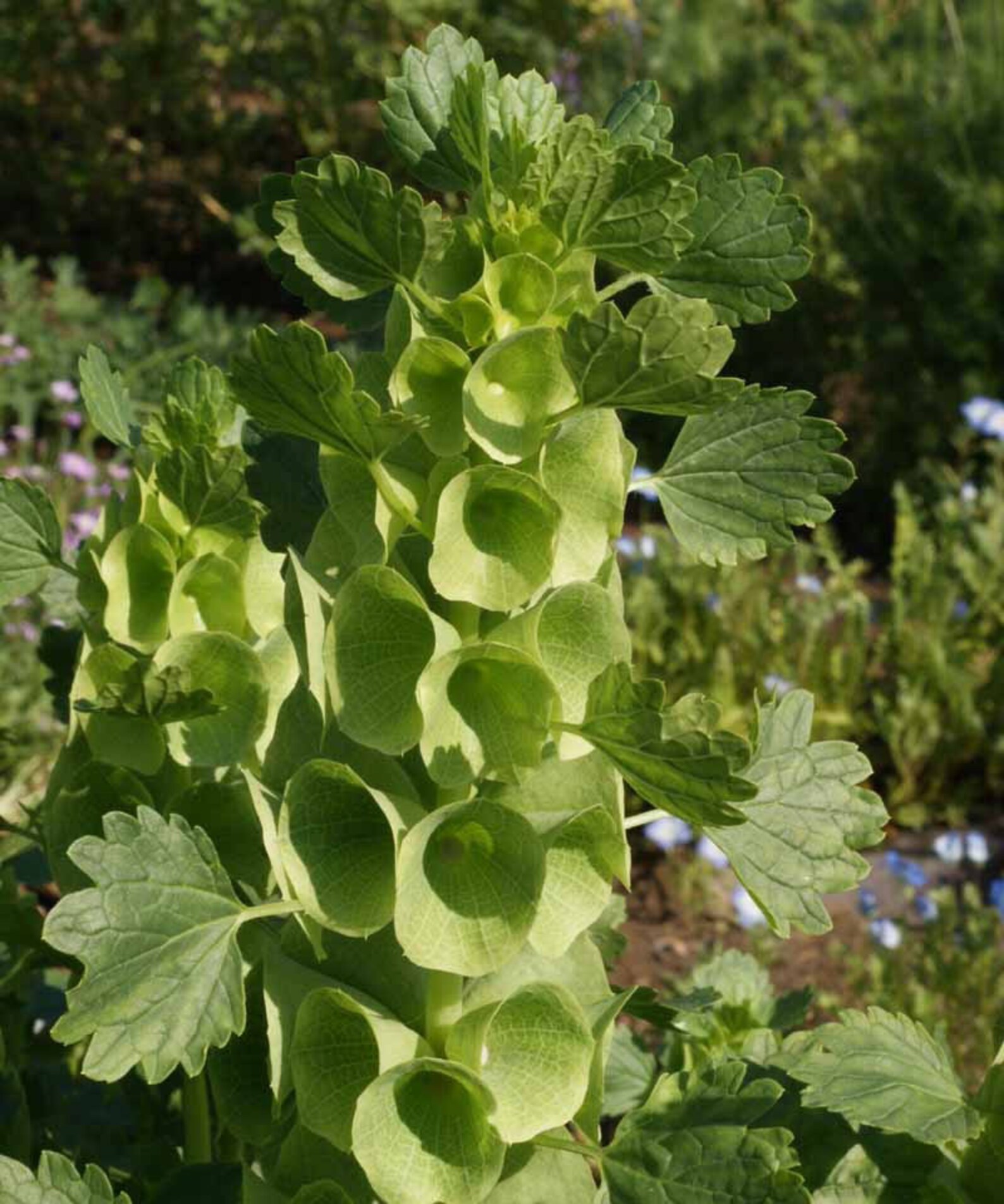 Bells of Ireland, Tall Green Flowers, Border Garden, Moluccella Laevis ...