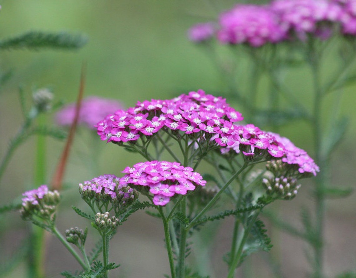 Yarrow Colorado Mix Achillea Millefolium Perennial Plant - Etsy