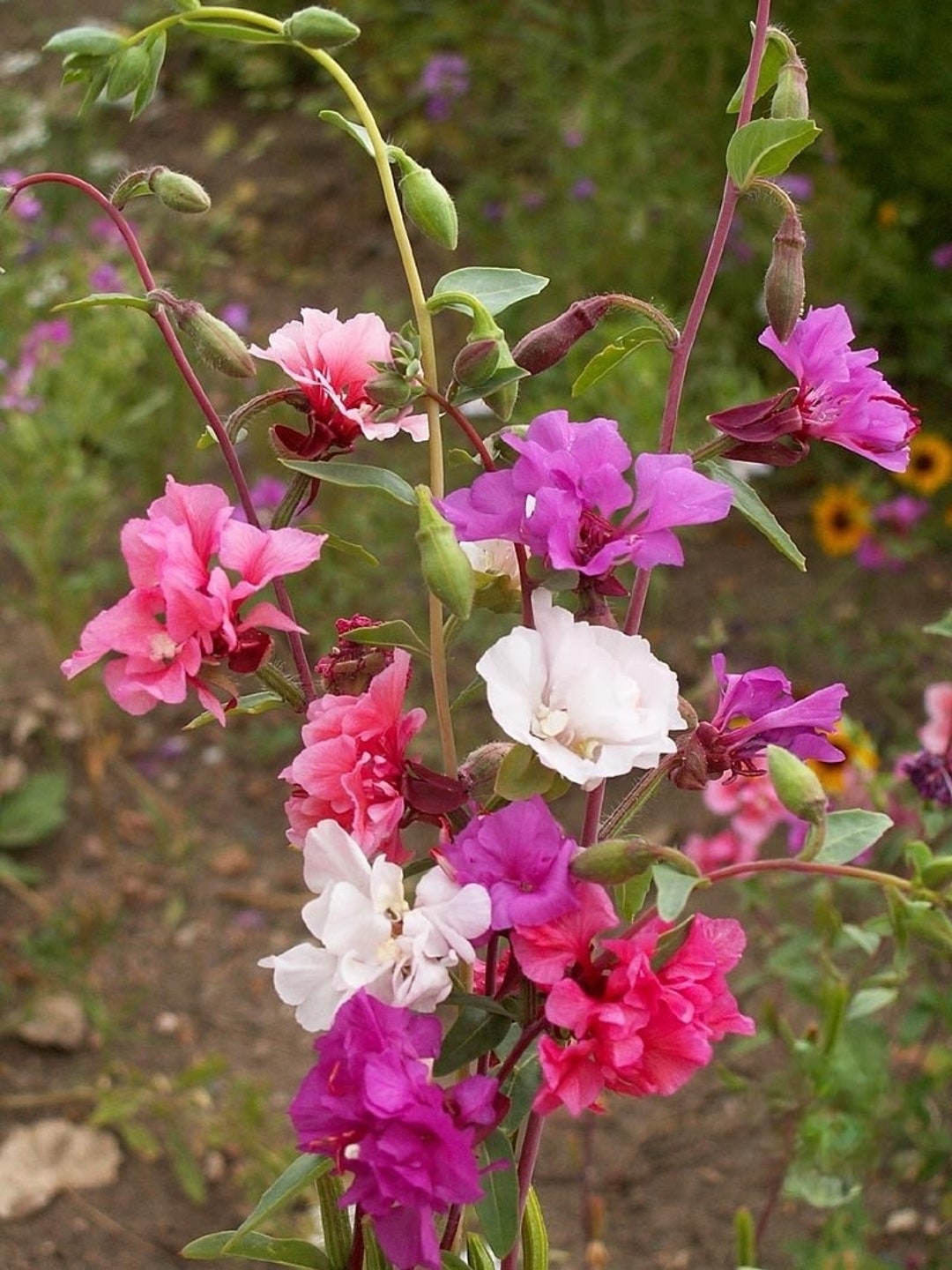Clarkia Flower Seeds: Easy-to-grow Blooms for a Vibrant Garden - Purple ...