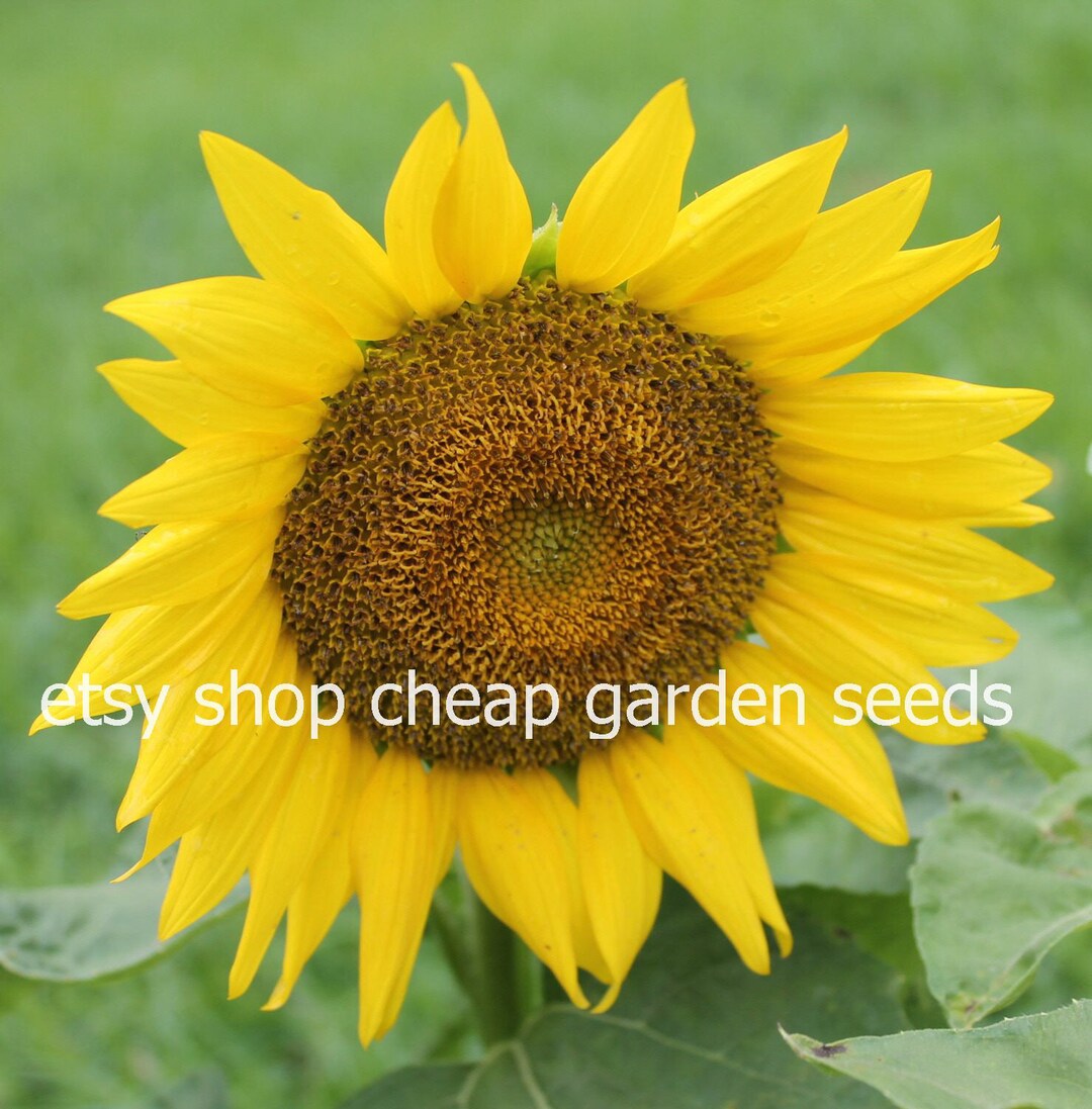 Short Stuff Sunflower Seeds: Cheerful Yellow Flowers (5 Seeds) - Etsy