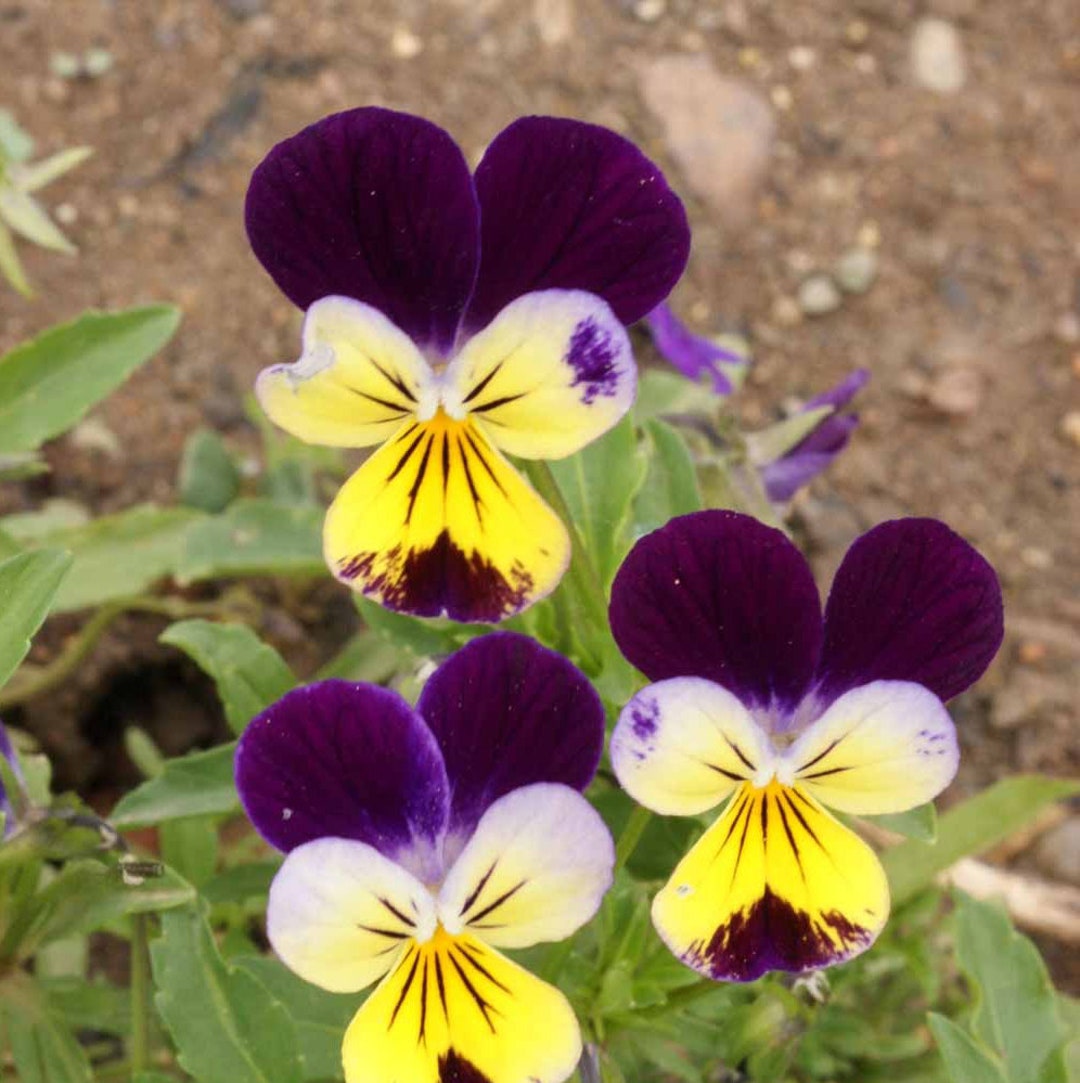 Johnny Jump-up Helen Mount, Viola Cornuta, Fragrant Flowers, 20 Seeds ...