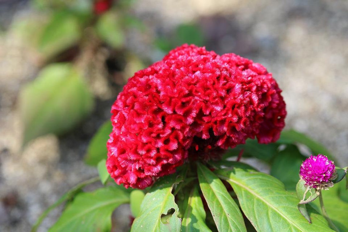 Toreador Cockscomb, Heirloom, Red Cut Flower, Attracts Butterflies to ...