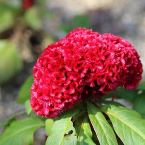 Toreador Cockscomb, Heirloom, Red Cut Flower, Attracts Butterflies to ...
