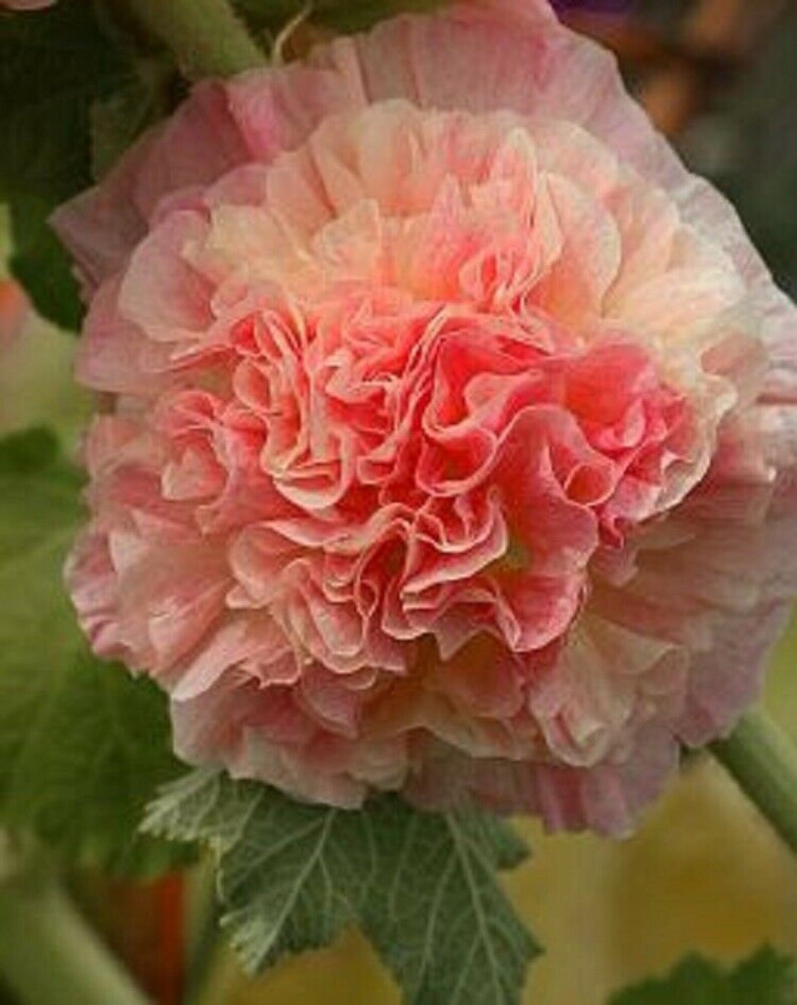 Large Double Rose Giant Hollyhock Flower, Perennial, 5 Seeds - Etsy