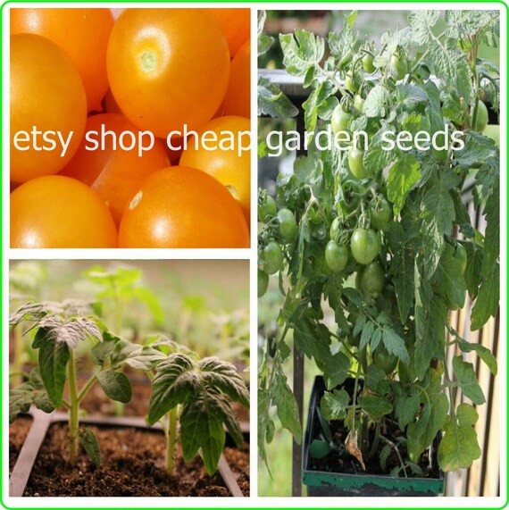 Gold Pearl Micro Dwarf Tomato Plant Indoor Winter Tomato - Etsy