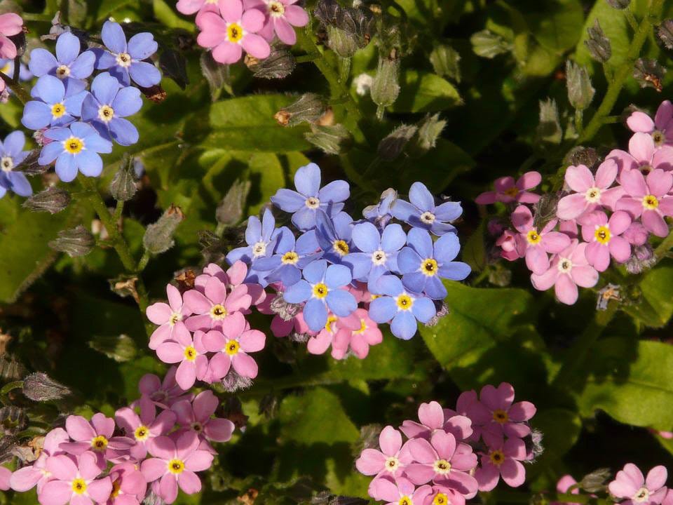 Pink Forget Me Not Flower