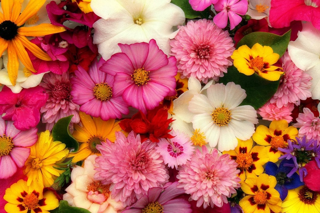 Garden Flower Mix, Cut Flowers, Asters, Cosmos, Dianthus, Easy to Grow ...