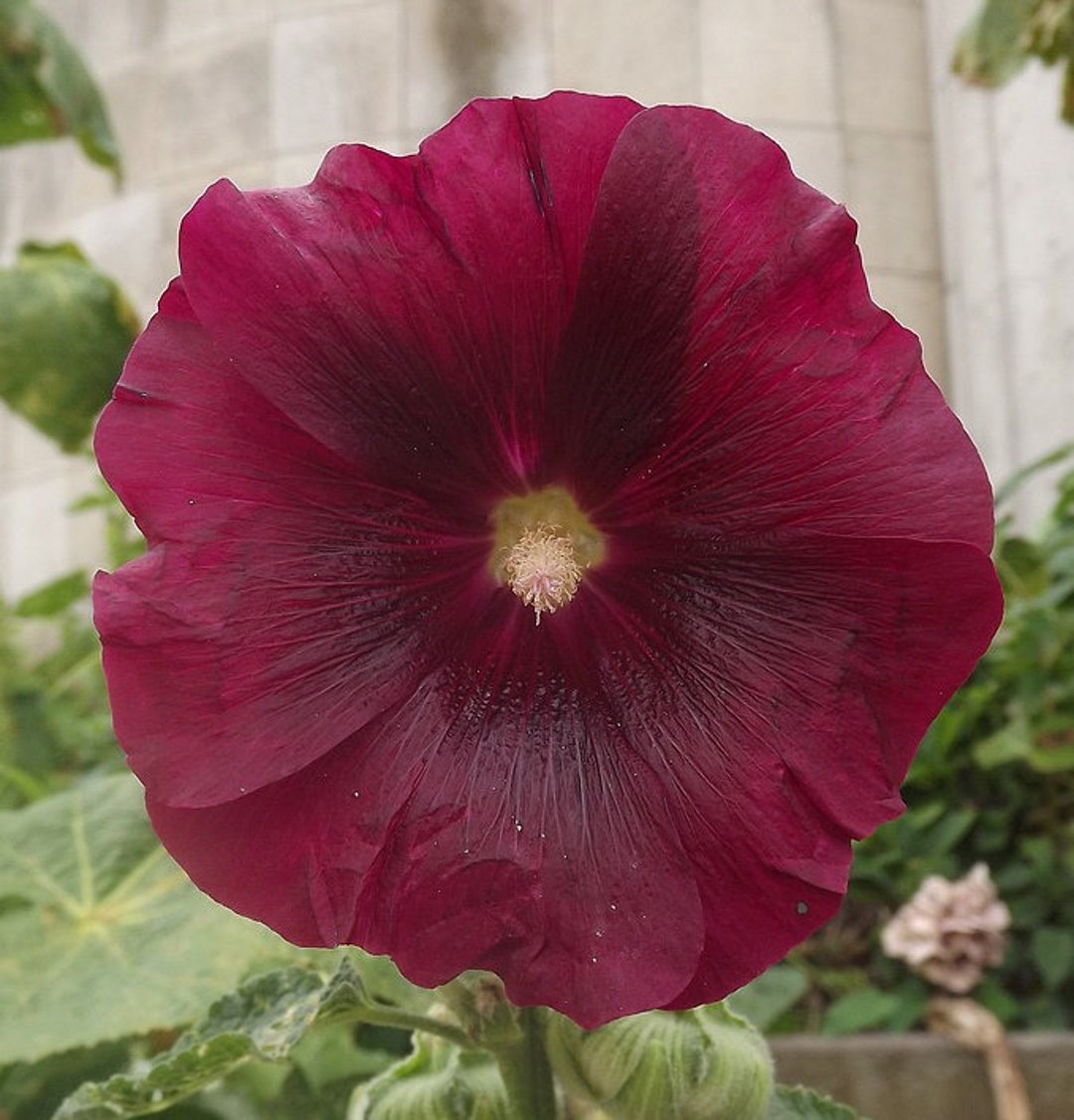 The Watchman Hollyhocks, Maroon Colored Flowers, Borders, Cottage, or ...