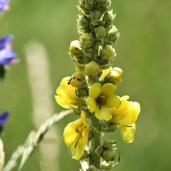 Common Mullein Plant - Etsy