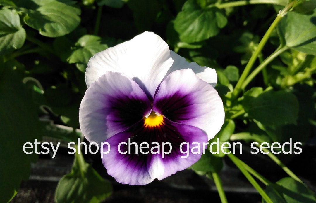 Super Beaconsfield Pansy, Purple and Flowers, Fragrant, 10 Seeds - Etsy