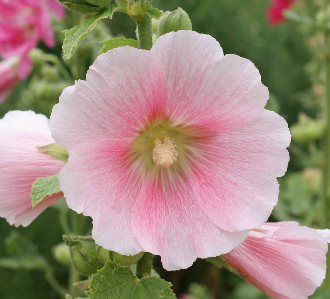 Indian Spring Hollyhocks, Flower Mix, Perennial Plant, Heirloom, Comes ...