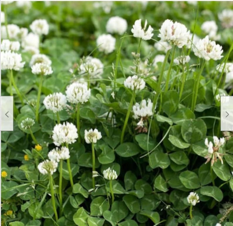 White Dutch Clover, Container Plant, Reseed Yard, 50 Seeds - Etsy
