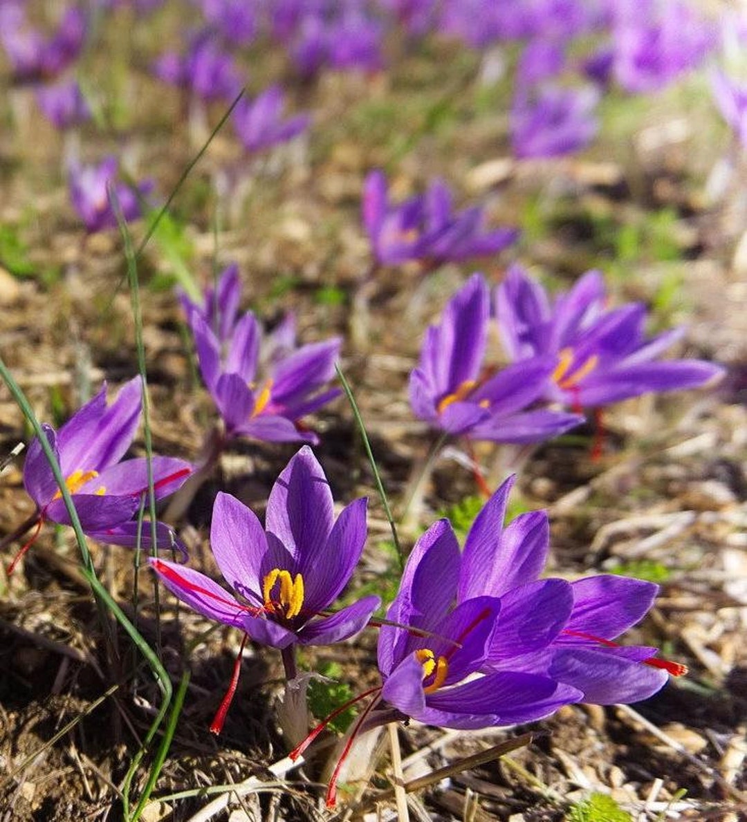 5 Saffron Corms Bulbs, Crocus Sativus, Saffron Bulb, Breeder Bulbs ...