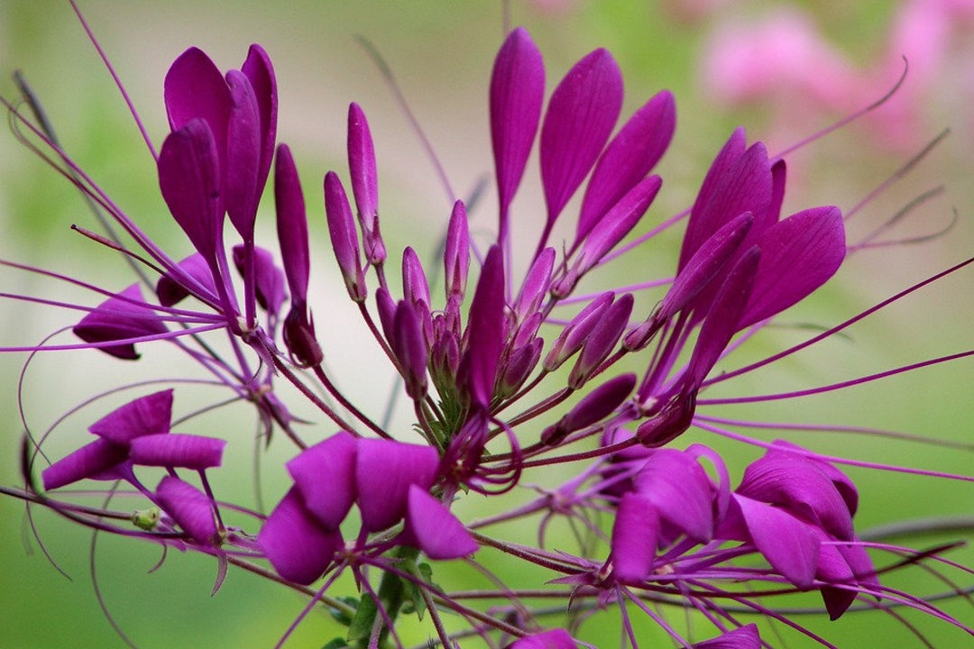 Purple Cleome Seeds: Spider Flower for Pollinator Gardens (10 Seeds) - Etsy