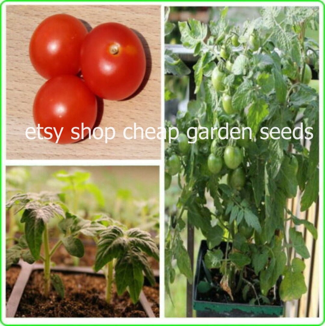 Red Robin Micro Dwarf Tomato Plant Indoor Winter Tomato 10 - Etsy