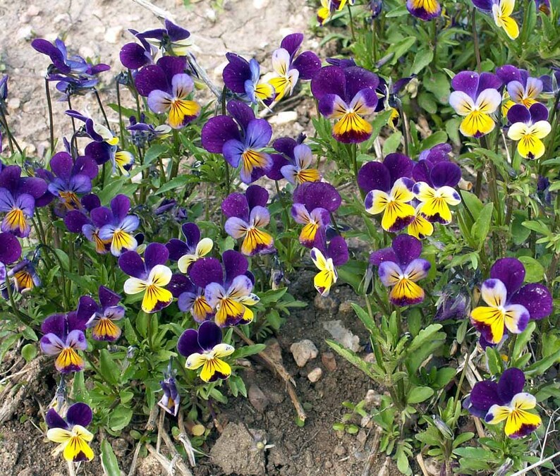 Johnny Jump up Helen Mount Viola, Violet Cornuta Tricolor, Container ...