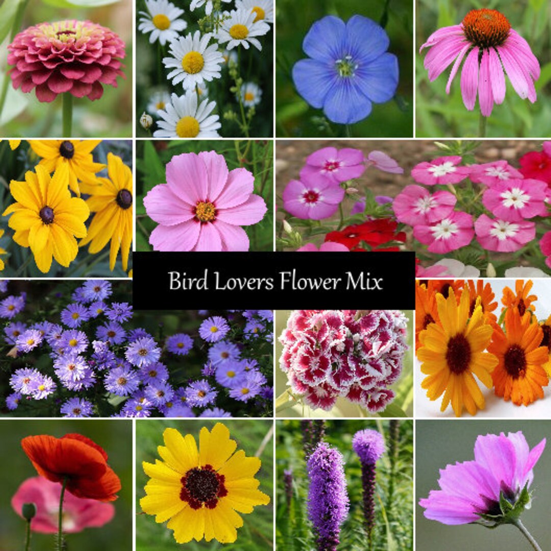 Bird Lovers Wildflower Seed Mix 19 Species, Variety of Sizes, Annual ...