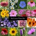 Bird Lovers Wildflower Seed Mix - 19 Species, Variety of Sizes, Annual ...