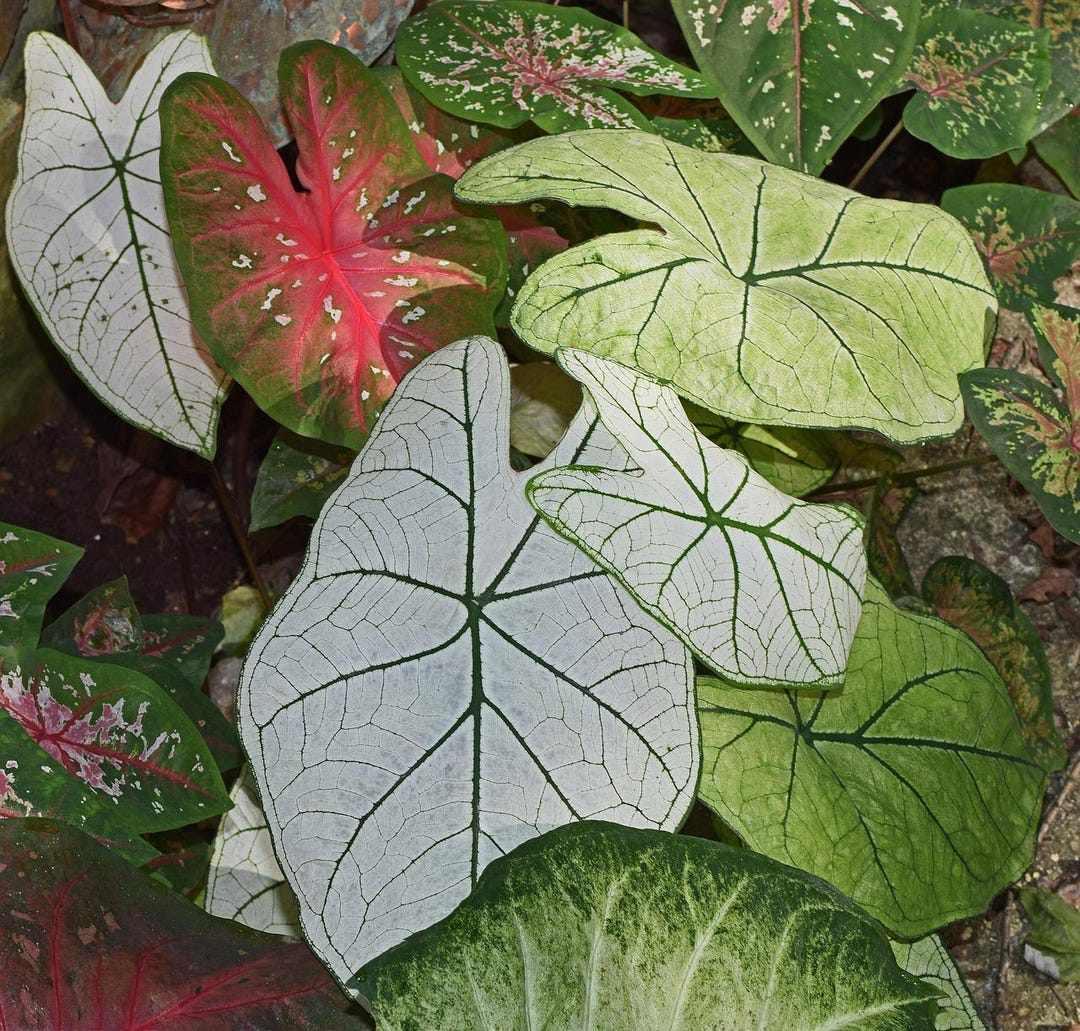 Colorful Caladium Bulbs Mix: Shade-loving Foliage, Easy to Grow (5 ...