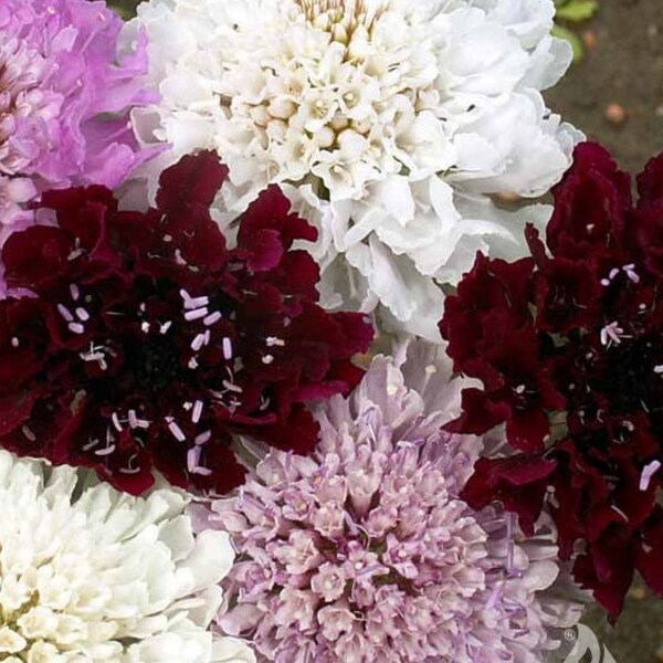 Black Knight Scabiosa - Etsy