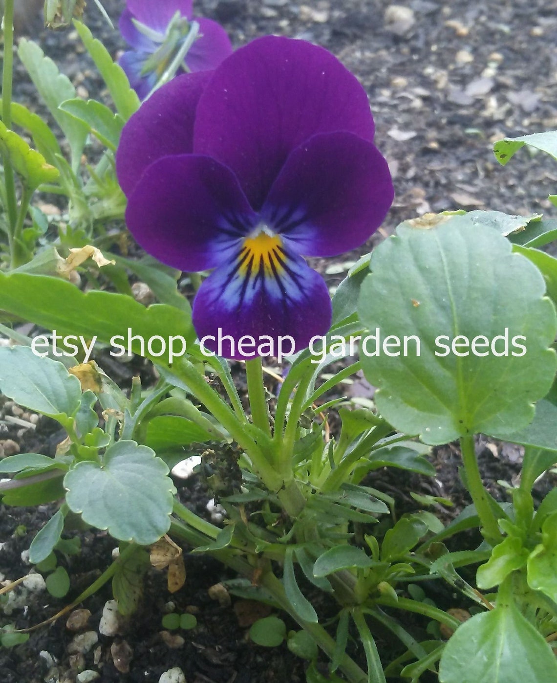 King Henry Viola, Edible Purple Flowers, Container Garden, Frosty Hardy ...