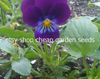 Viola Seeds King Henry Viola Flower Seeds 1000 Seeds - Etsy