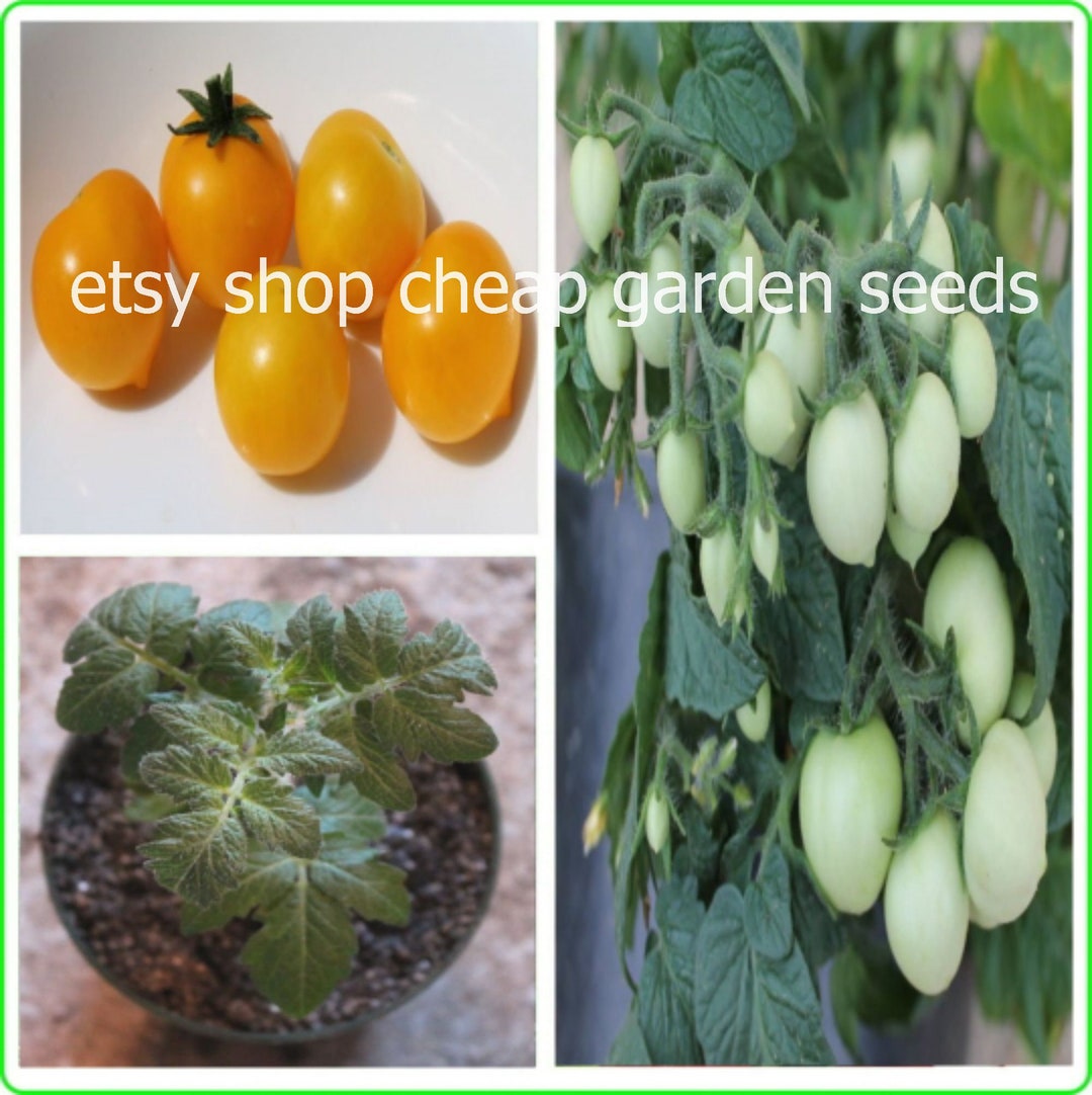 Aztec Dwarf Tomato Plant - Indoor Winter Tomato - 10 Seeds - Etsy
