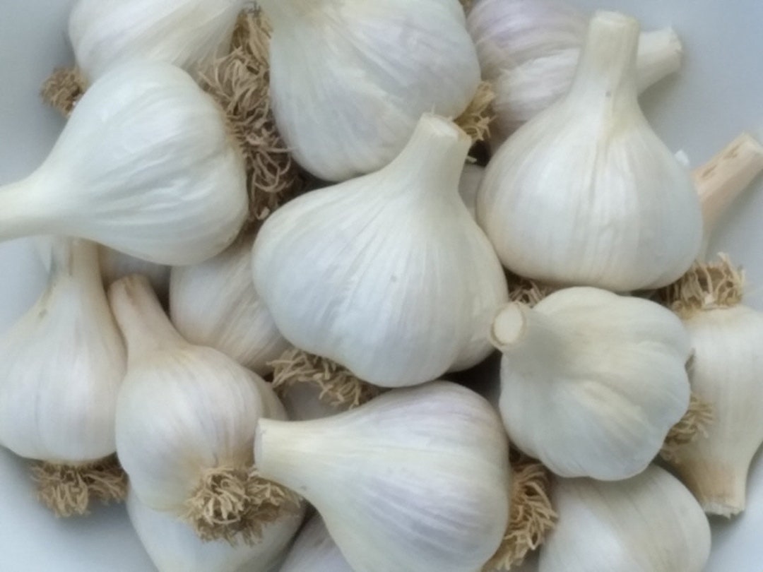 Music Garlic – Hardneck Heirloom, Rich Flavor for Growing or Eating ...