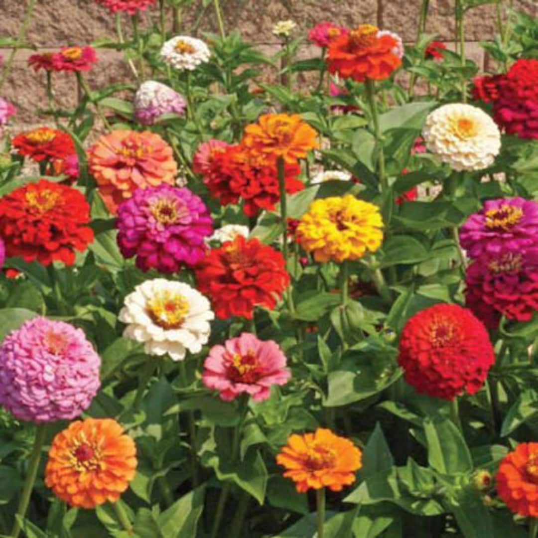 Button Box Zinnia, Zinnia Elegans, Cut Bouquet Flowers 20 Seeds - Etsy