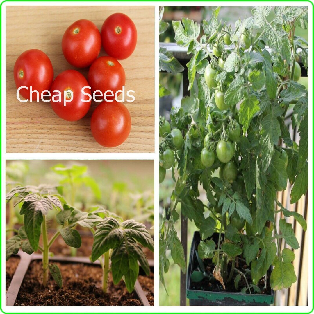 Vilma Micro Dwarf Tomato Plant Indoor Winter Tomato 10 Seeds - Etsy